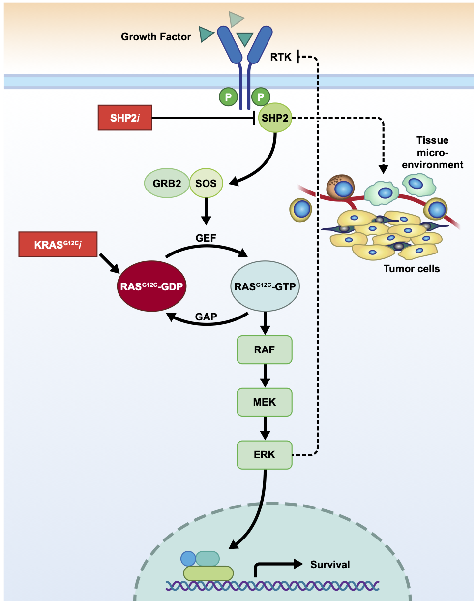 SHP(ing) out oncogenic KRAS towards therapeutics - NCI